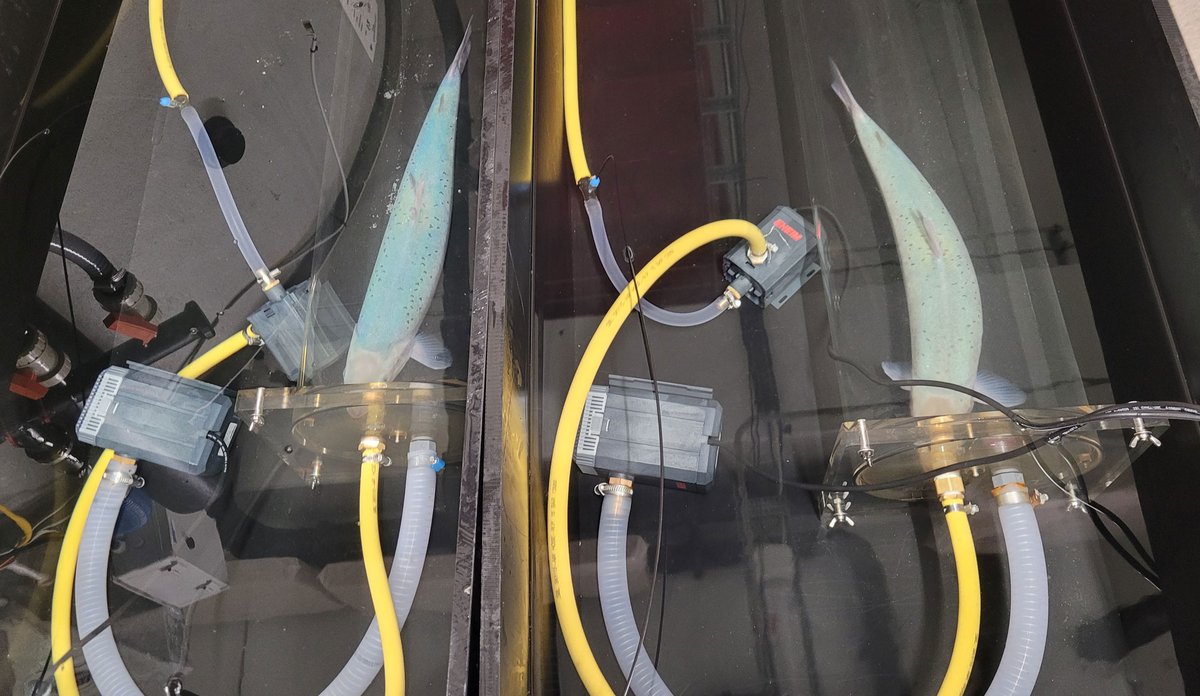 Estudio noruego identifica limitaciones fisiológicas del salmón ...